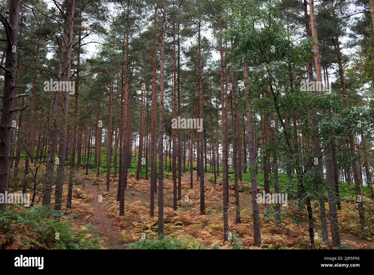 bourne woods,the forestry commission,farnham,surrey,uk august 2022 ...