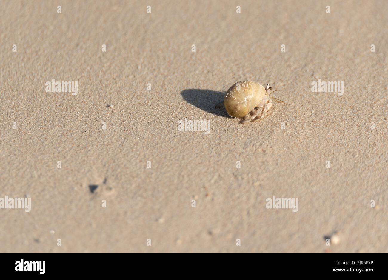 Little crab in a white shell on the sand. Animals on the beach in Egypt ...