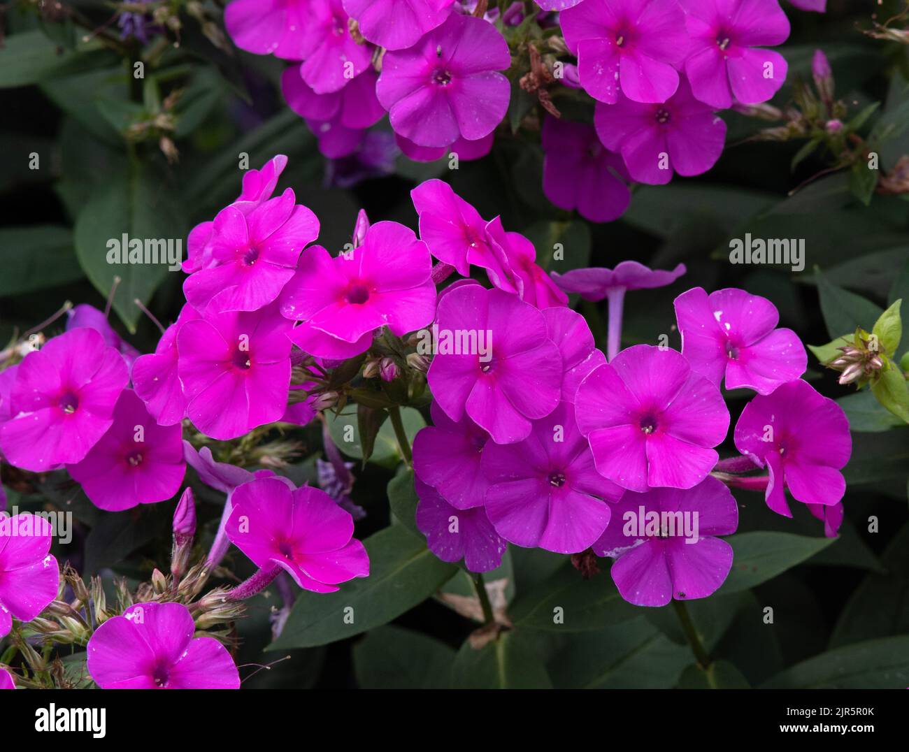 Purple perennial flower hi-res stock photography and images - Alamy