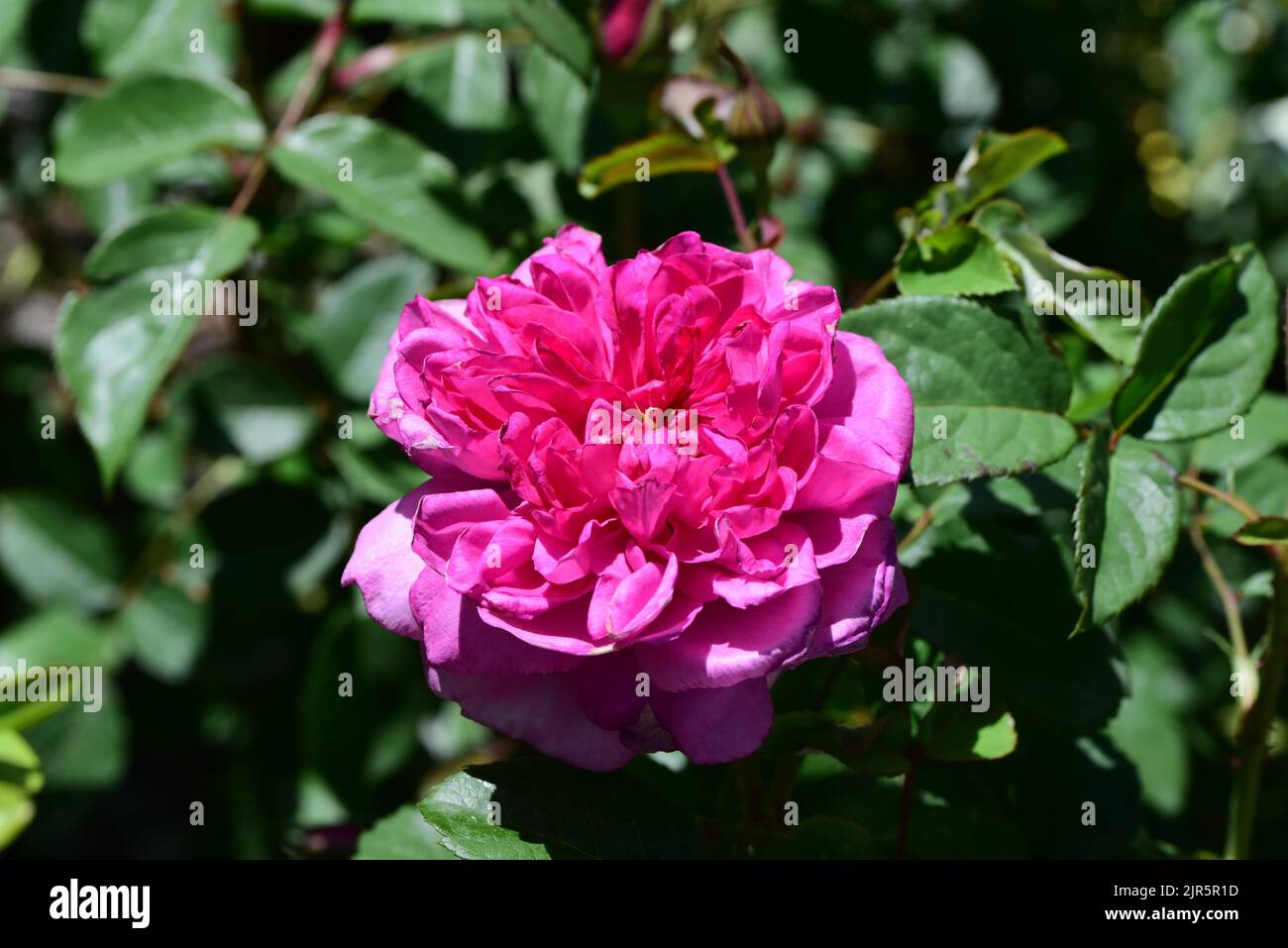 James austin hi-res stock photography and images - Alamy