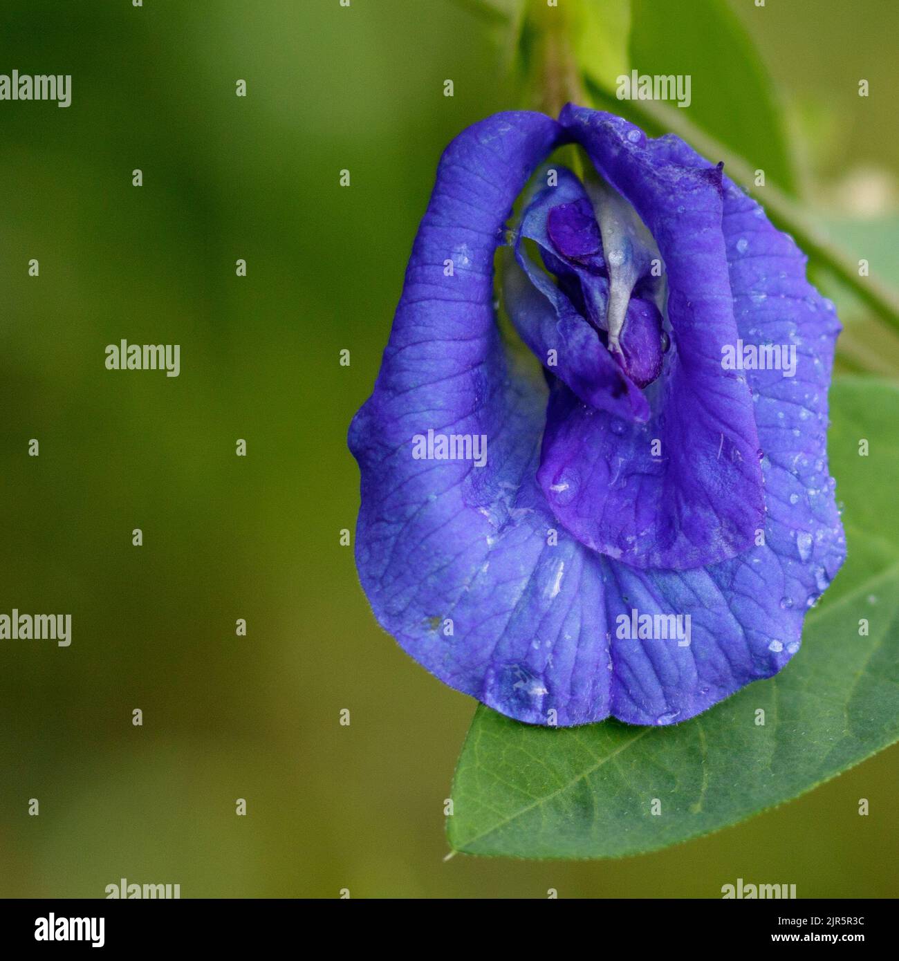 Blue ternate hi-res stock photography and images - Alamy
