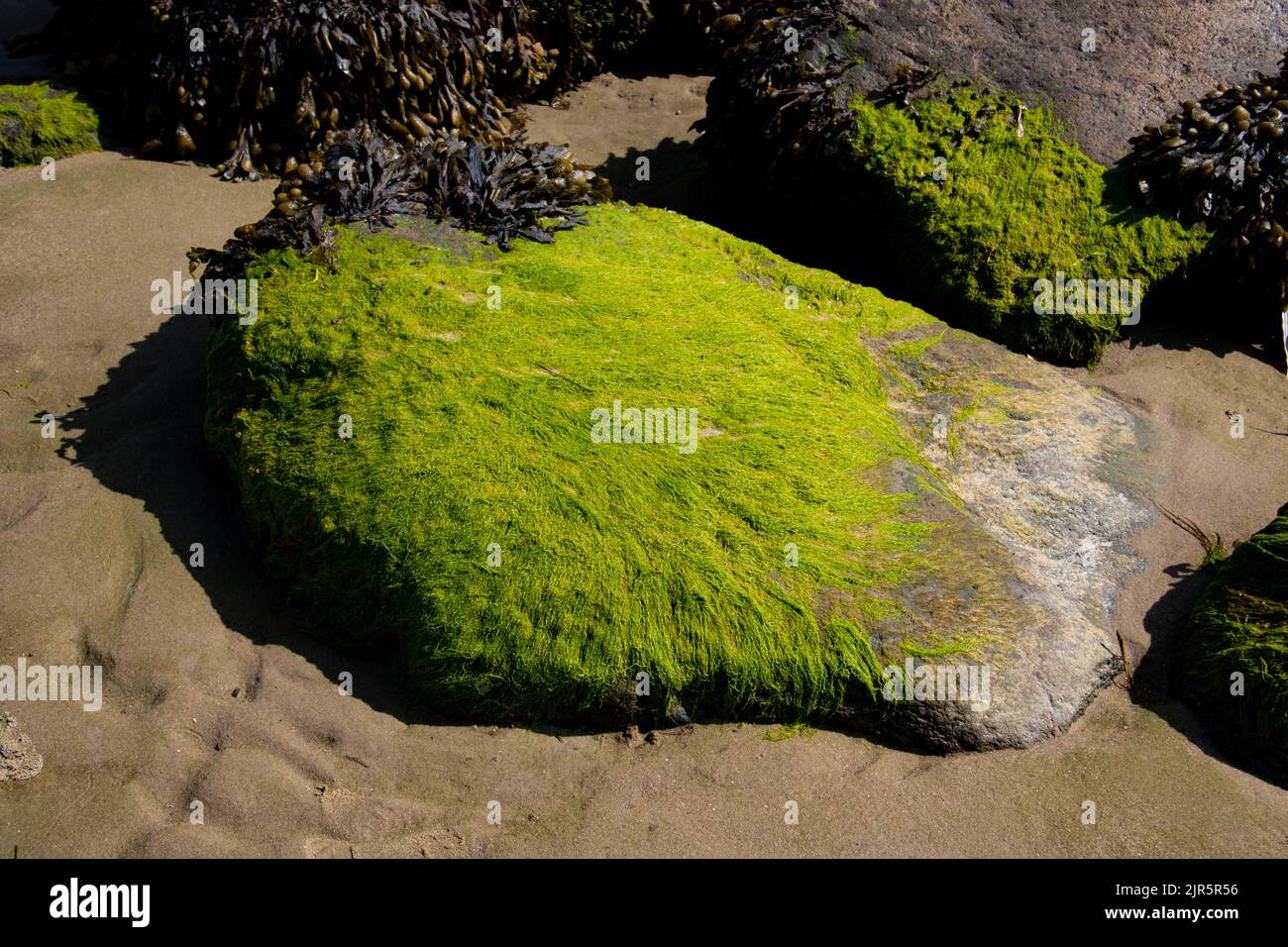 Green algae on the north sea beach hi-res stock photography and images ...