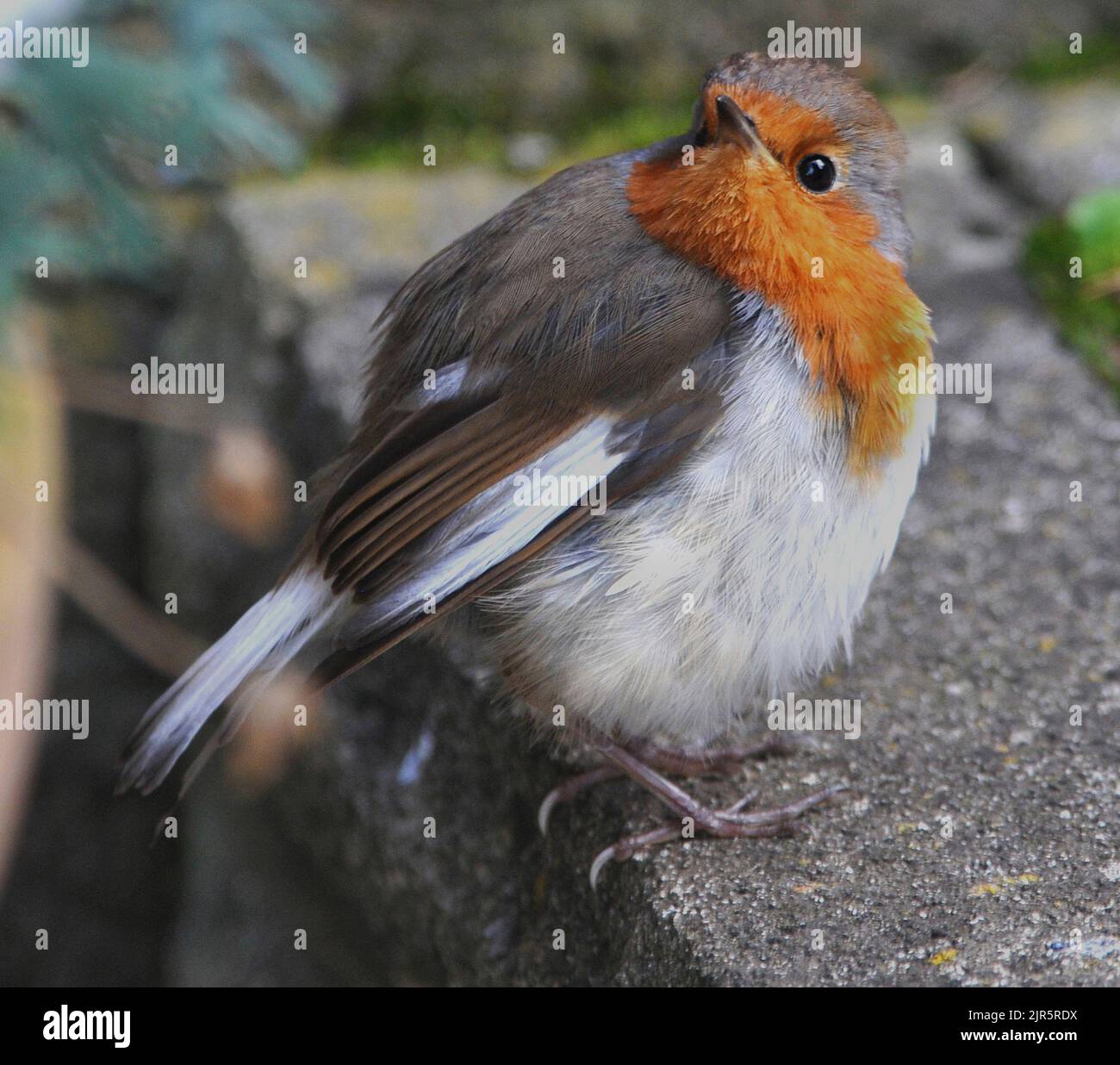 One of the most unusual and prettiest birds in Britain is living in a ...