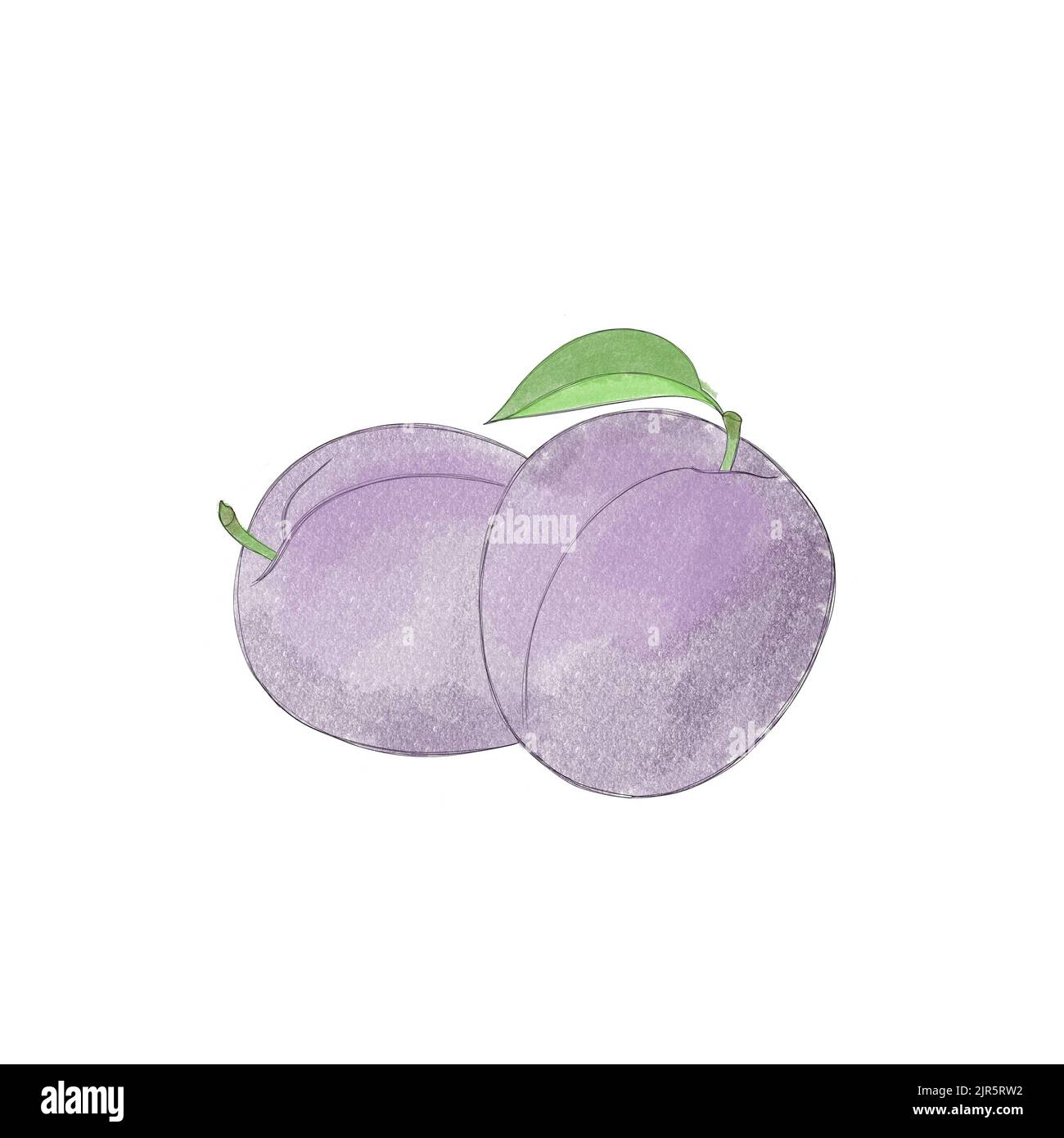Juicy delicious ripe plum watercolor freehand drawing Stock Photo - Alamy Juicy delicious ripe plum watercolor freehand drawing Stock Photo - Alamy