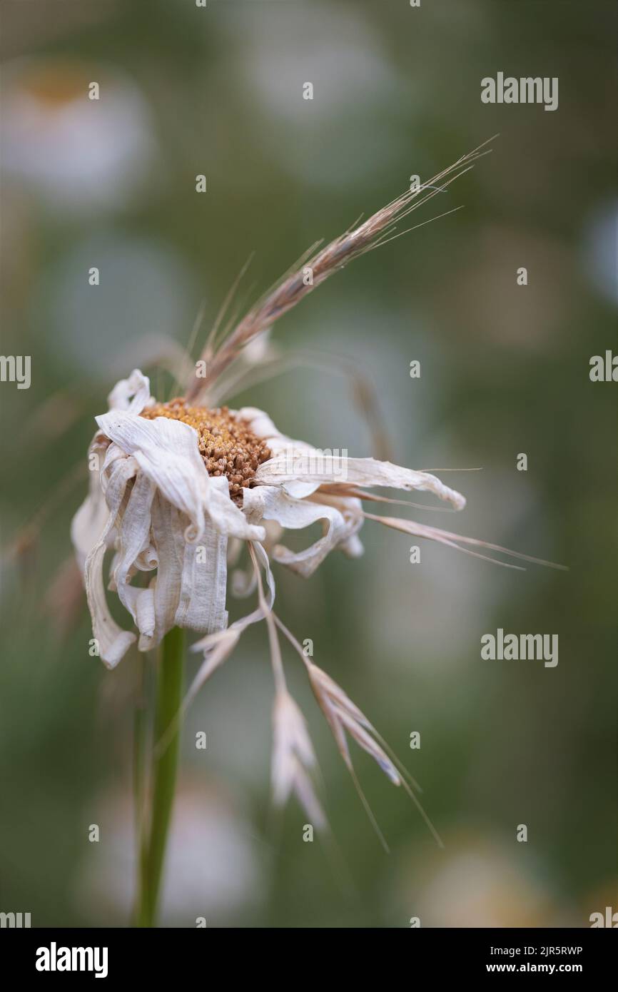 A dry, dying daisy flower entangled with tall dry grasses Stock Photo ...
