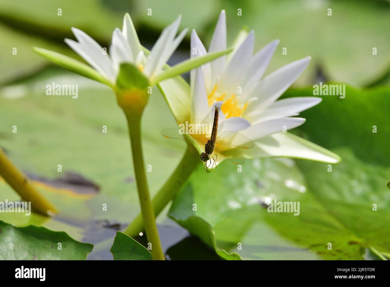 State flower of assam hi-res stock photography and images - Alamy