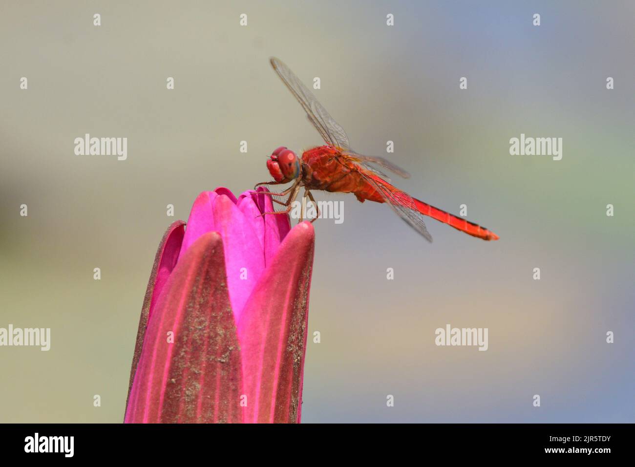 State flower of assam hi-res stock photography and images - Alamy