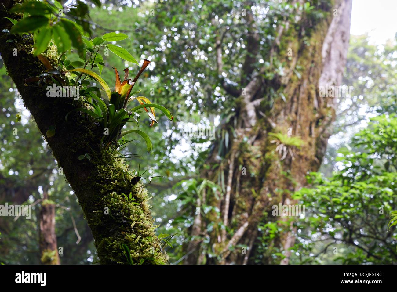 The view of a botanical forest with trees, green leaves, and branches ...