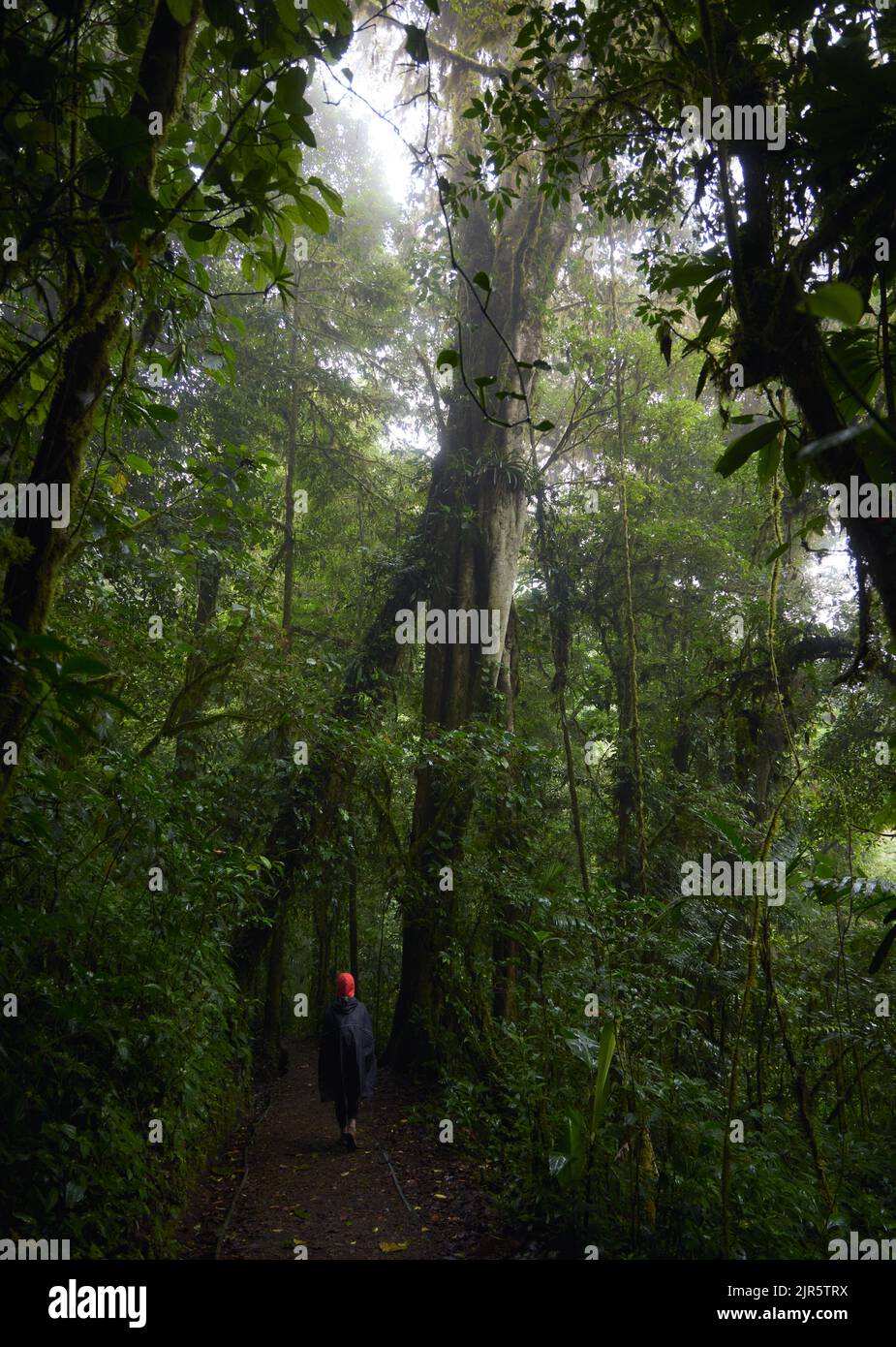 The vertical view of a human walking on the pathway of the forest ...