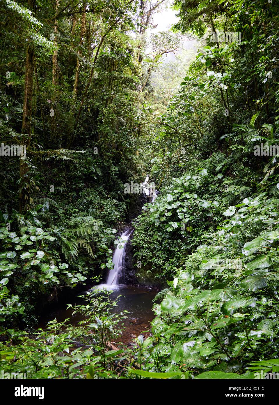The vertical view of a waterfall in a botanical forest with trees ...