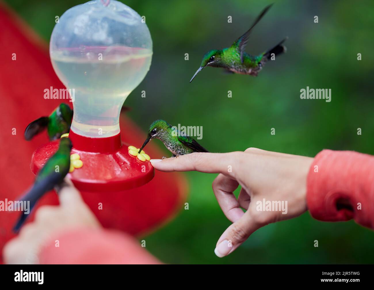 The hummingbirds drinking water while perching on the human fingers ...