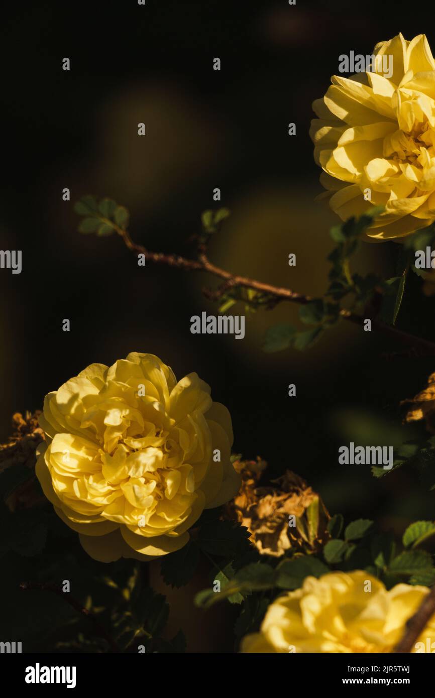 The vertical view of Rosa Harison's yellow flower bulbs Stock Photo - Alamy