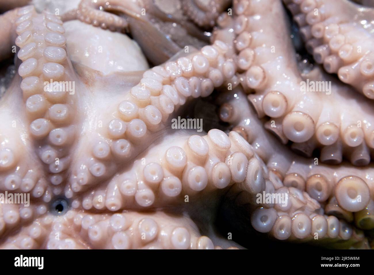 Octopus tentacles arms hi-res stock photography and images - Alamy