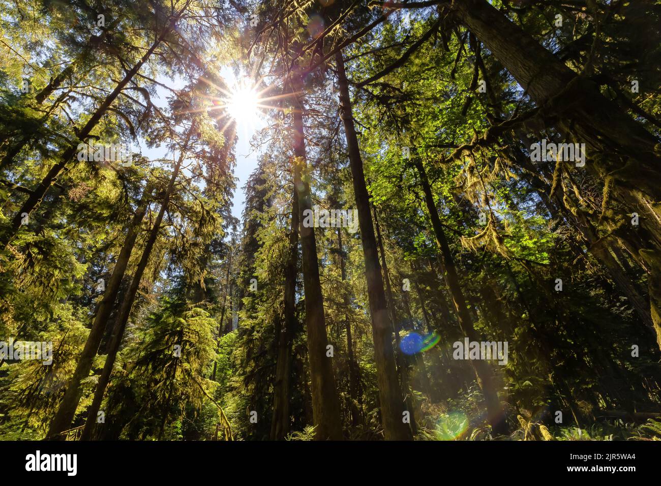 Lush Green Rain Forest in Pacific Northwest. MacMillan Provincial Park ...