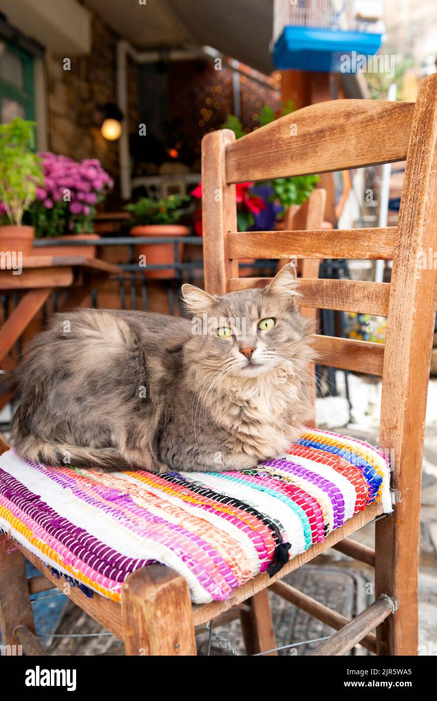 Beautiful cat sitting on chair hi-res stock photography and images - Alamy