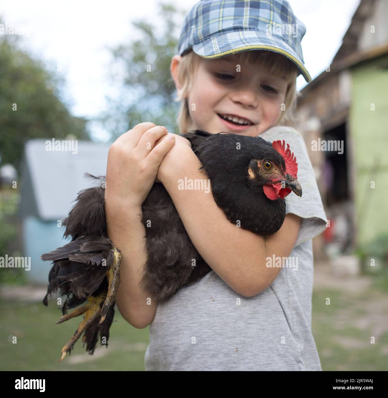 Little red rooster hi-res stock photography and images - Alamy