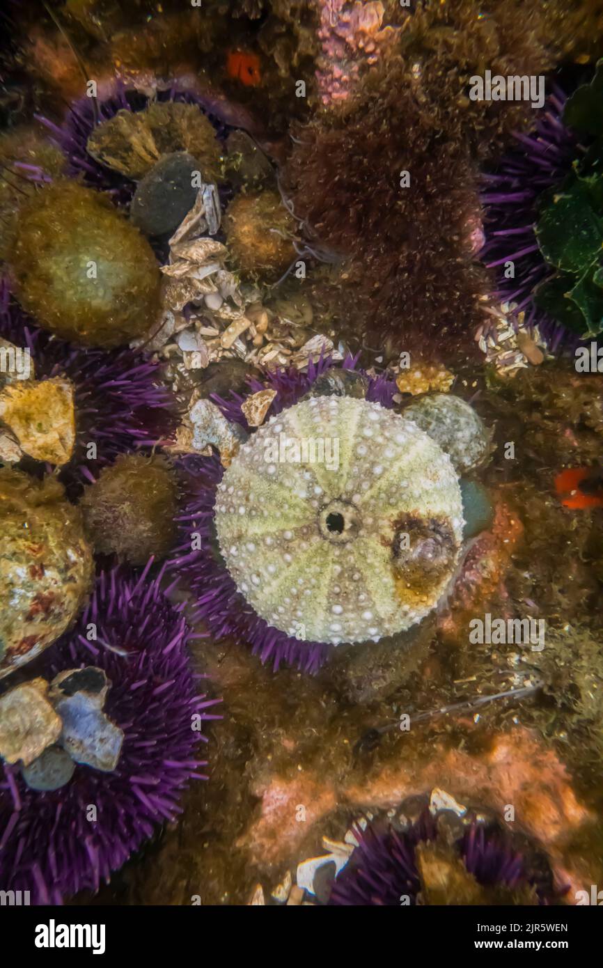 Purple Sea Urchin, Strongylocentrotus purpuratus, attached an old ...