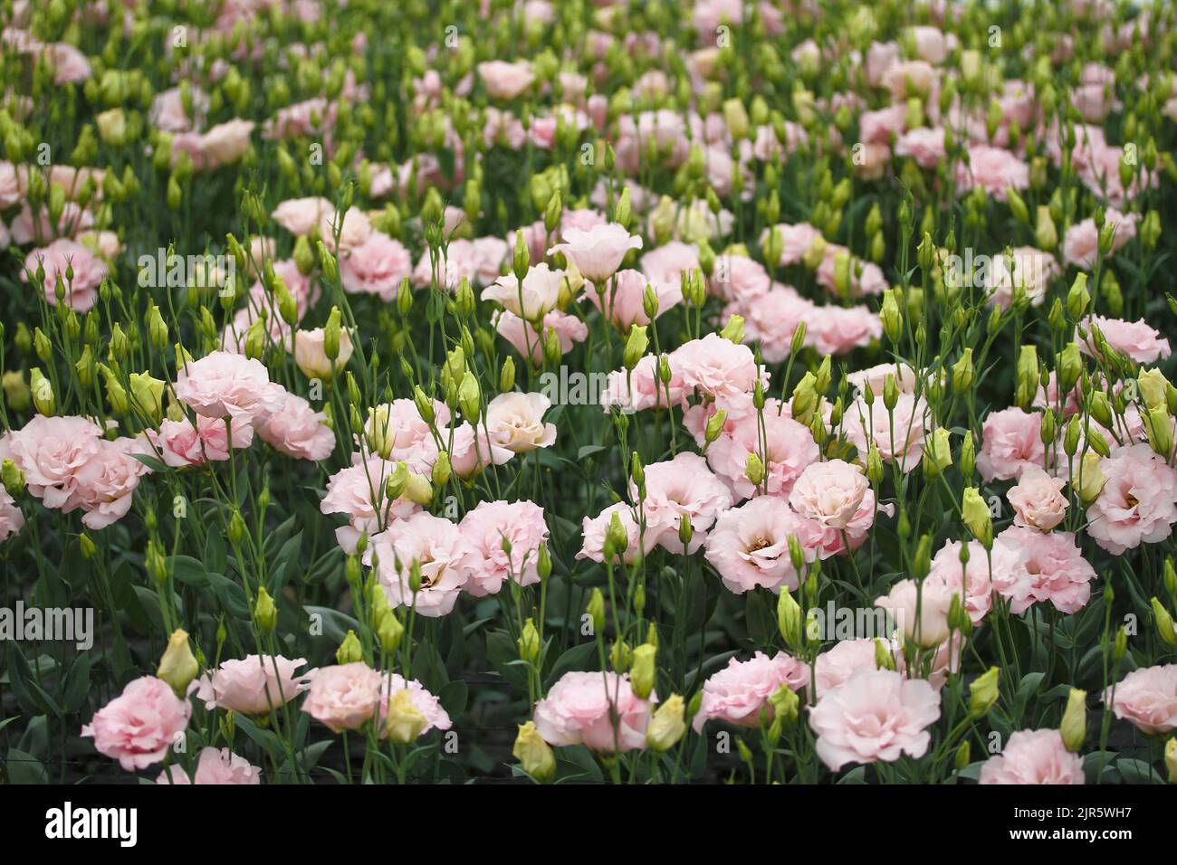 Pink flowers in flower farm Stock Photo - Alamy