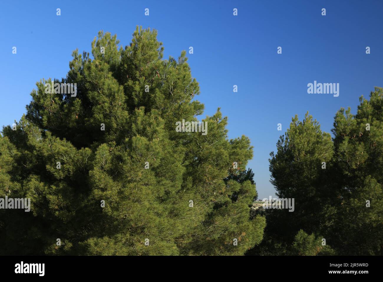 Forest of Aleppo Pine, Pinus halepensis Stock Photo - Alamy