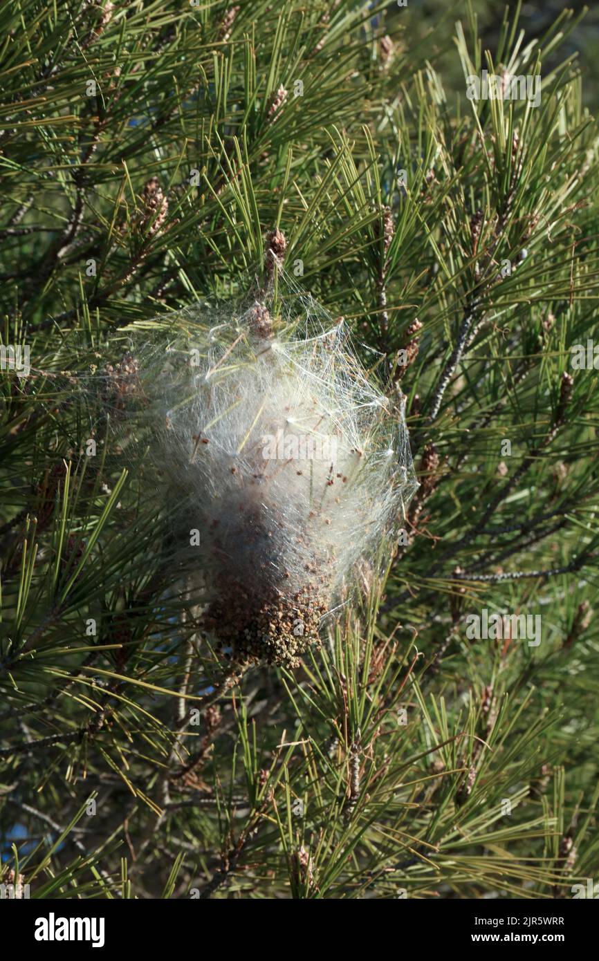 Pine Processionary-Moth, Thaumetopoea pityocampa, nest on the Aleppo ...