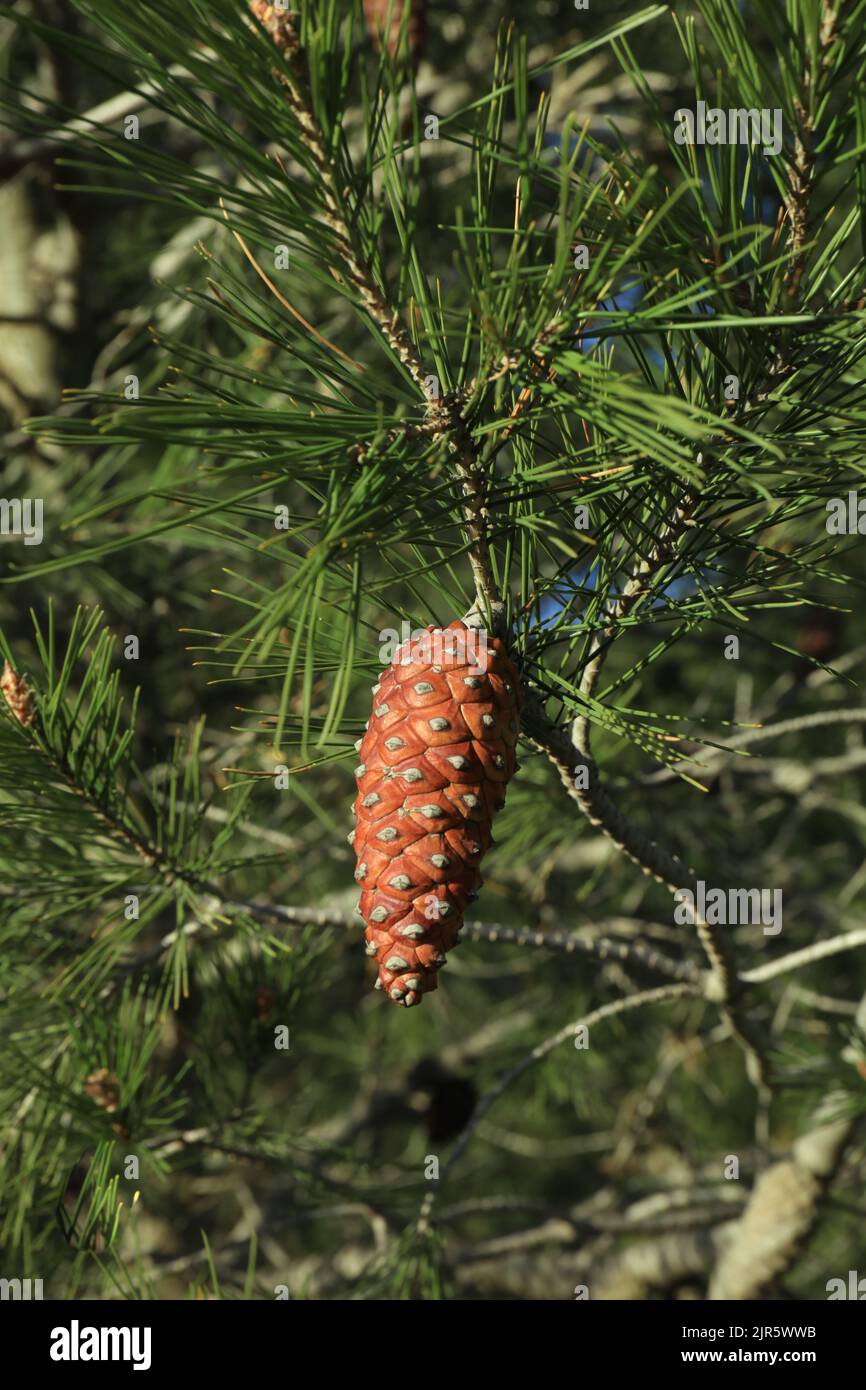 Aleppo pine branch hi-res stock photography and images - Alamy