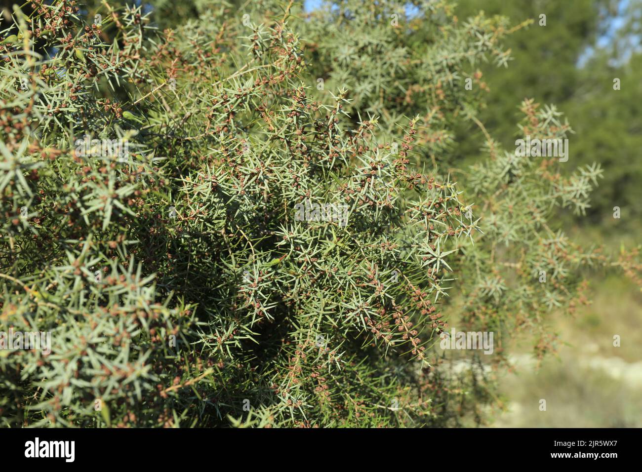 Juniper tree branch full of needle - Close-up Stock Photo - Alamy