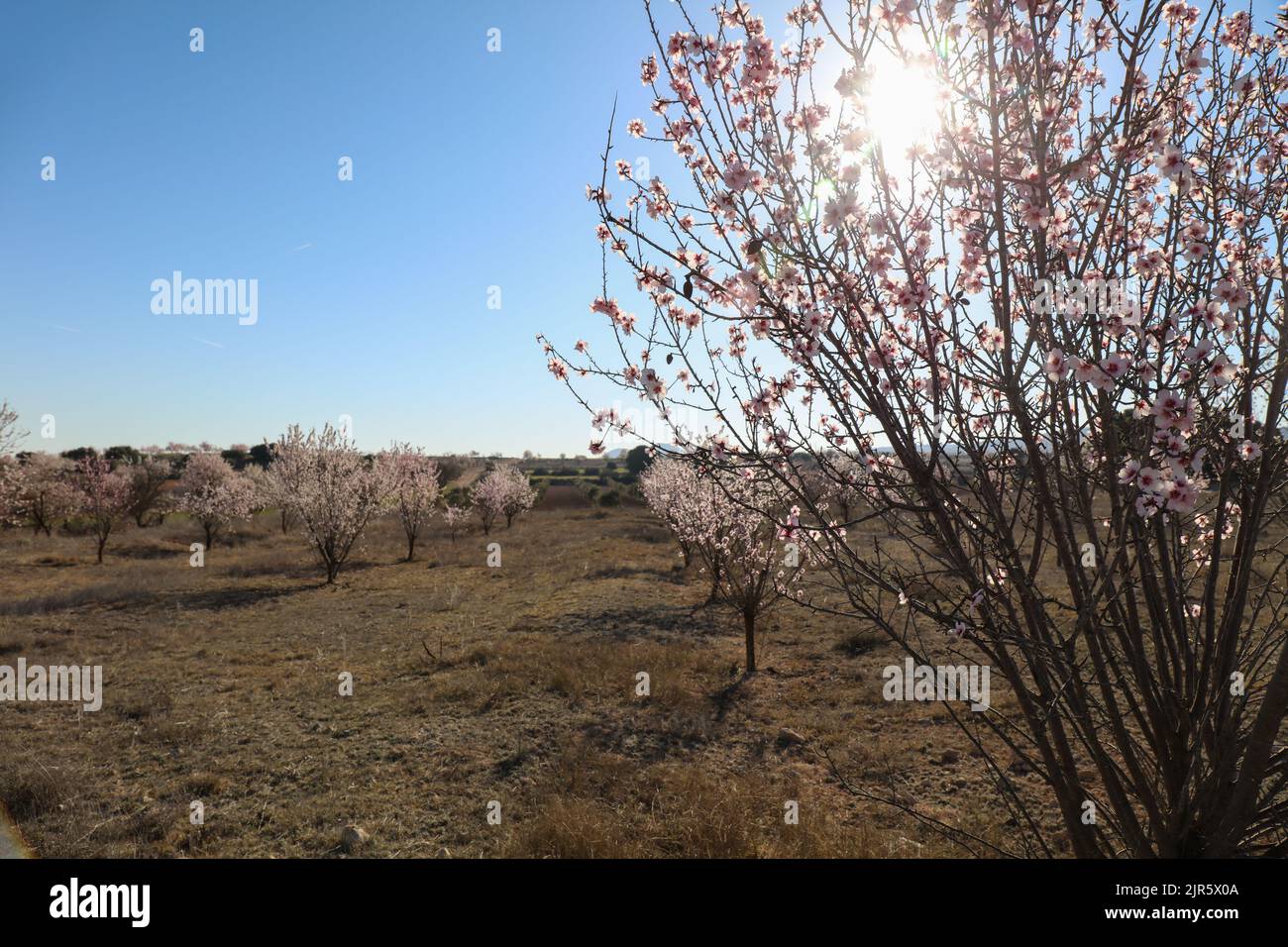 Close-up of Blossoming cherry tree in spring with blue sky Stock Photo ...