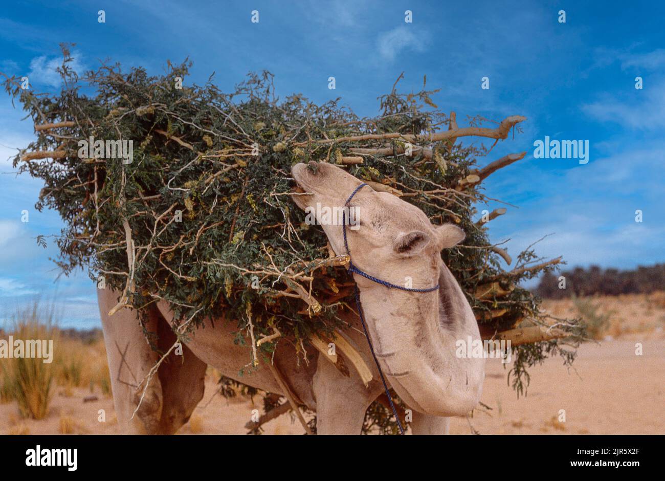Camel eating shrub hi-res stock photography and images - Alamy