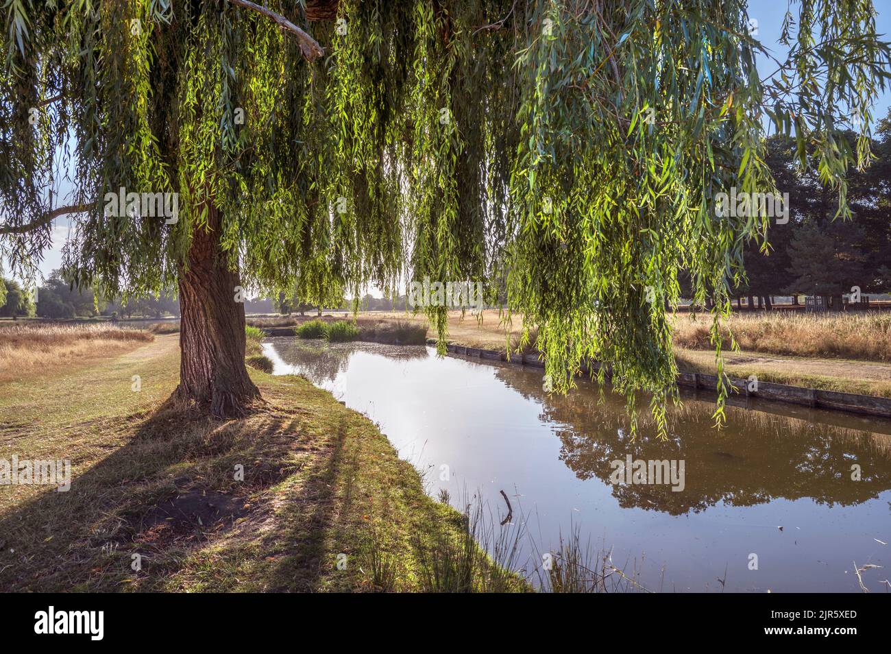 Willow tree long shadows in late August on an early morning Stock Photo - Alamy