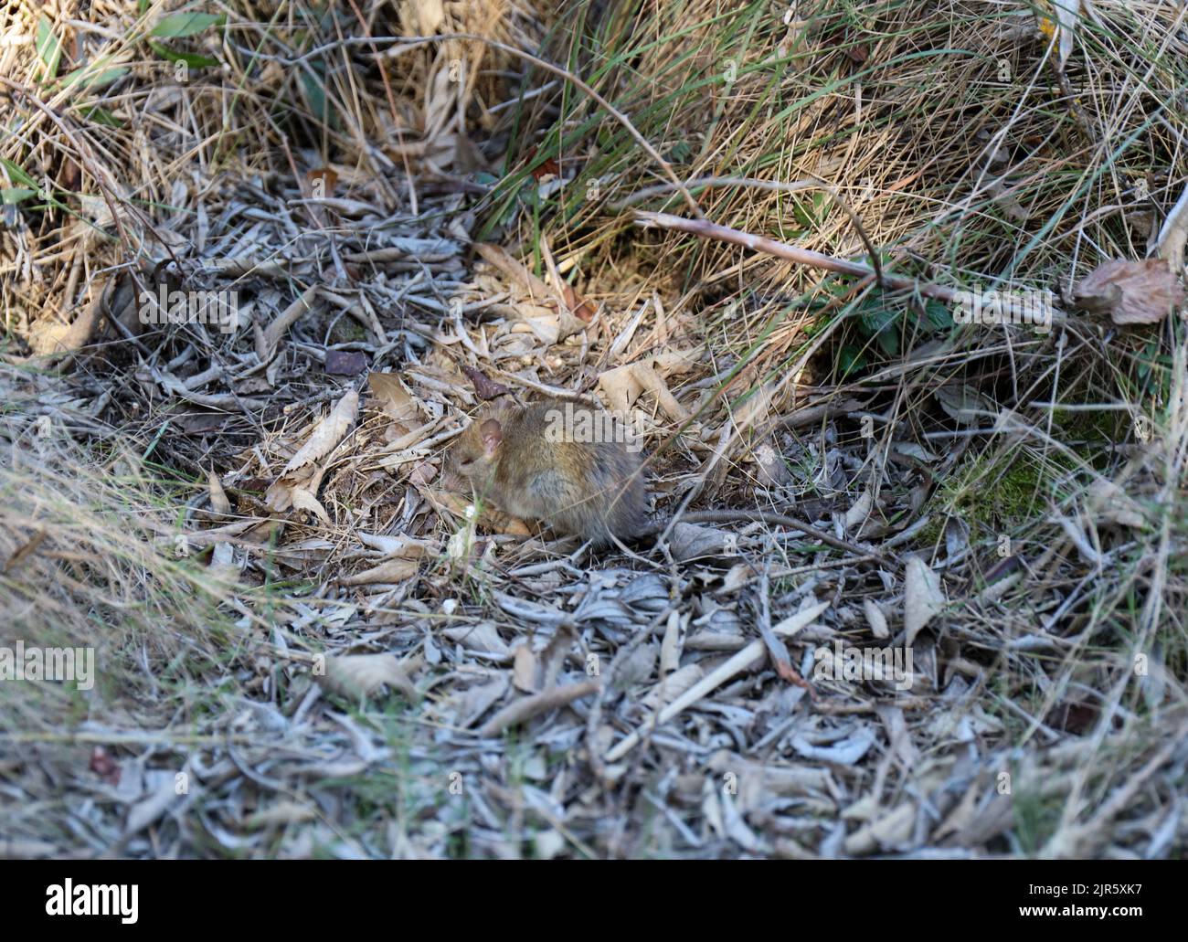 Brown rat close up hi-res stock photography and images - Alamy