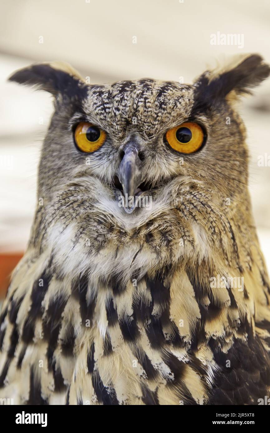 Big wild bird hi-res stock photography and images - Alamy