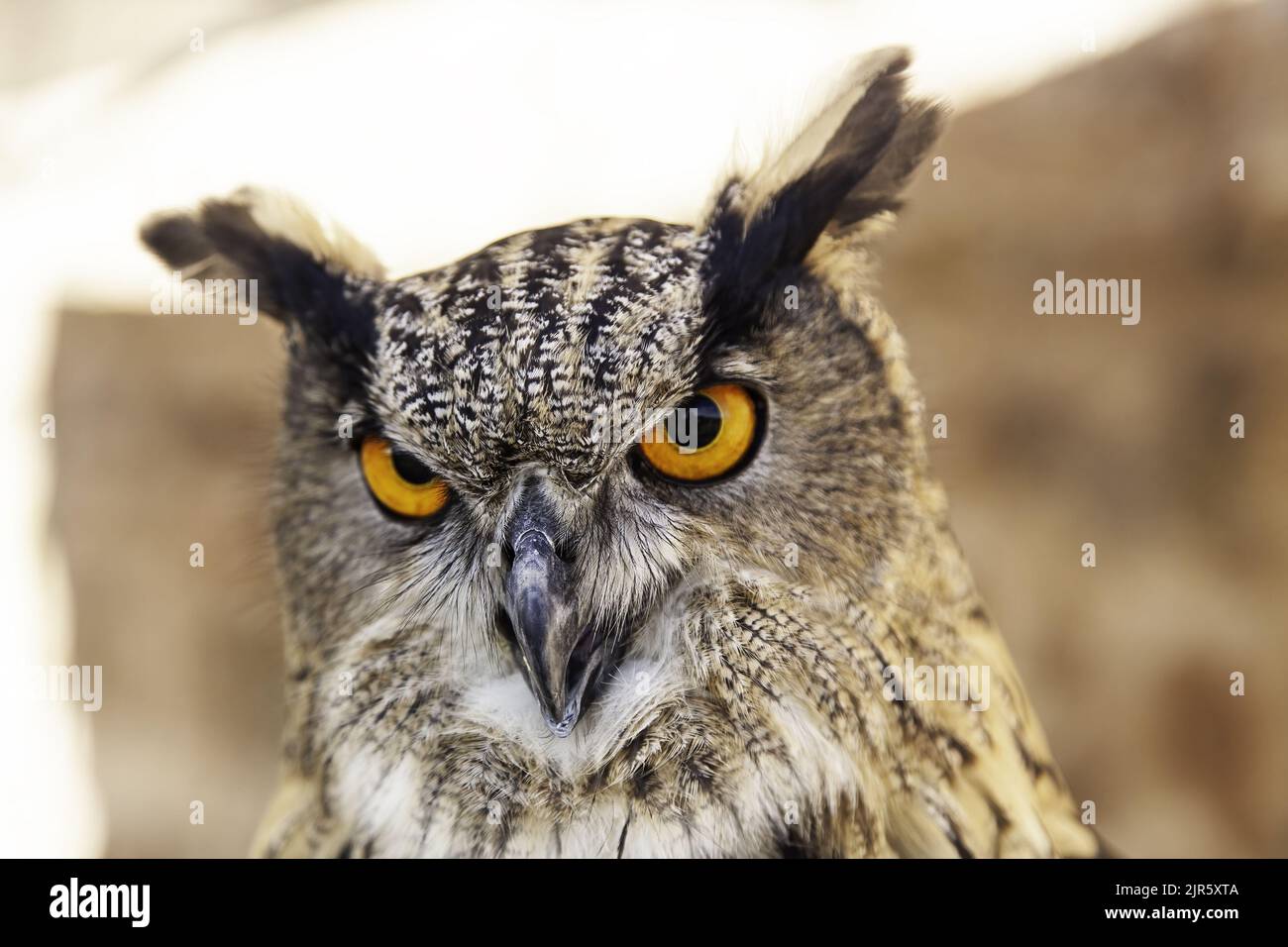 Big wild bird hi-res stock photography and images - Alamy