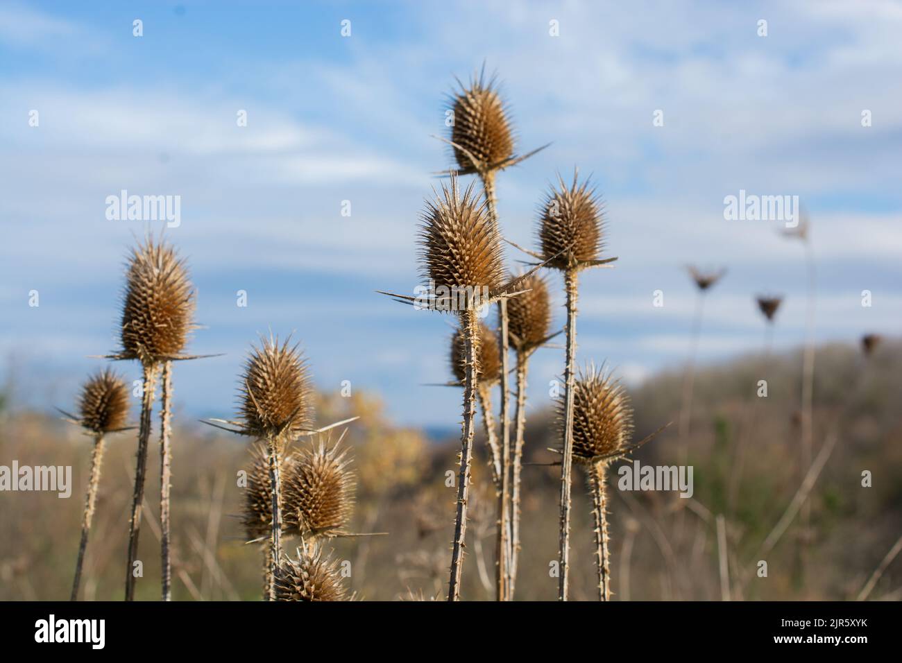 Dry Dipsacus Sativus flowerhead in winter Stock Photo - Alamy