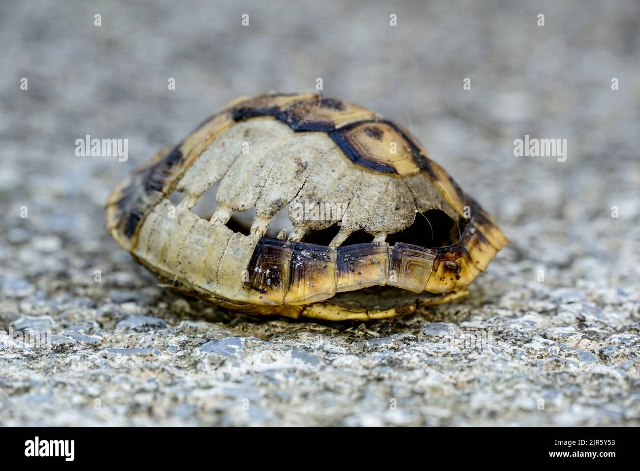 empty turtle shell isolated on white background Stock Photo - Alamy