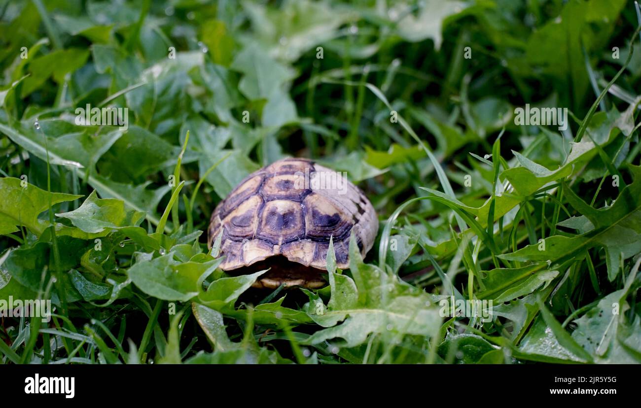 empty turtle shell on green plants background Stock Photo - Alamy