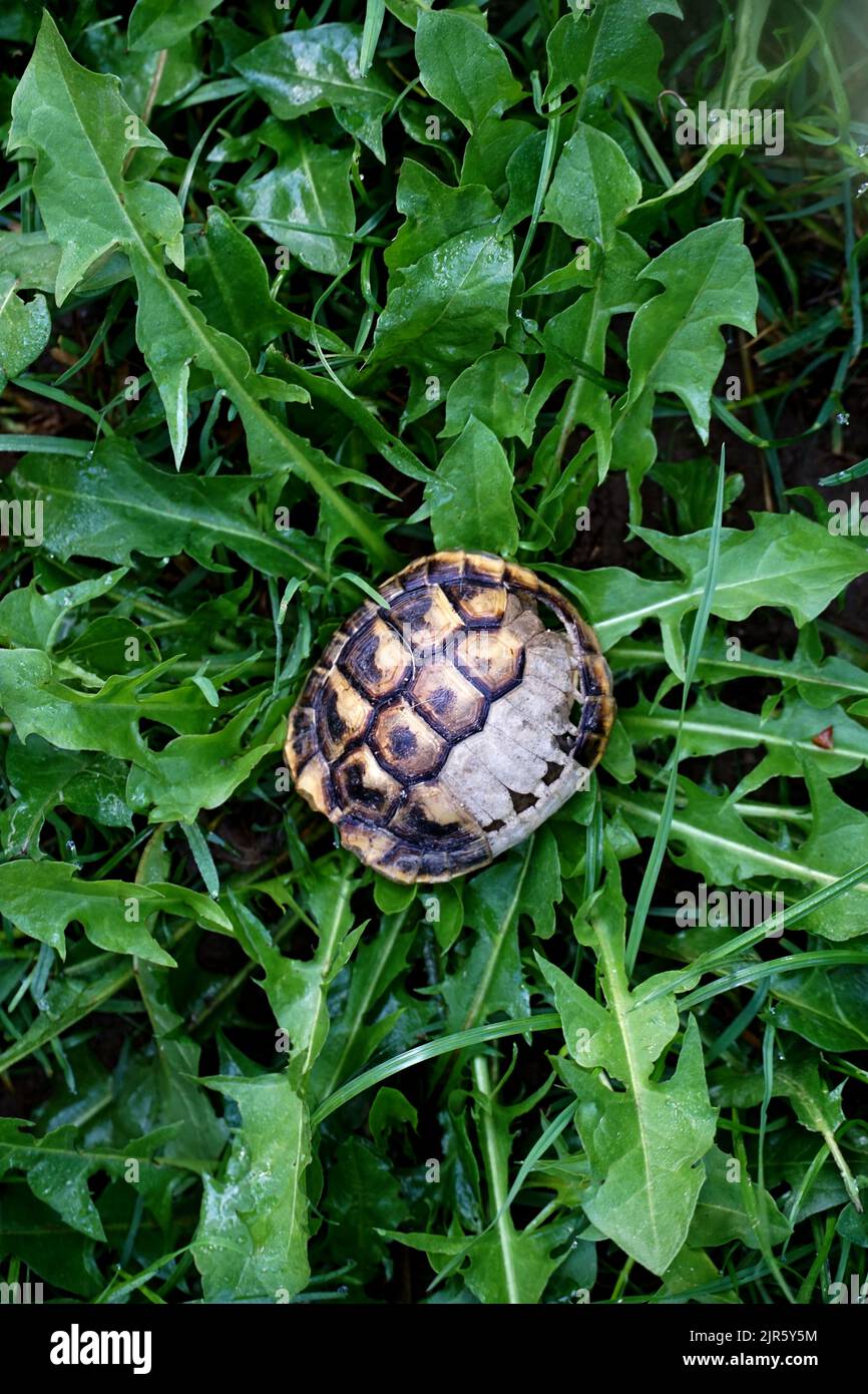 empty turtle shell on green plants background Stock Photo - Alamy