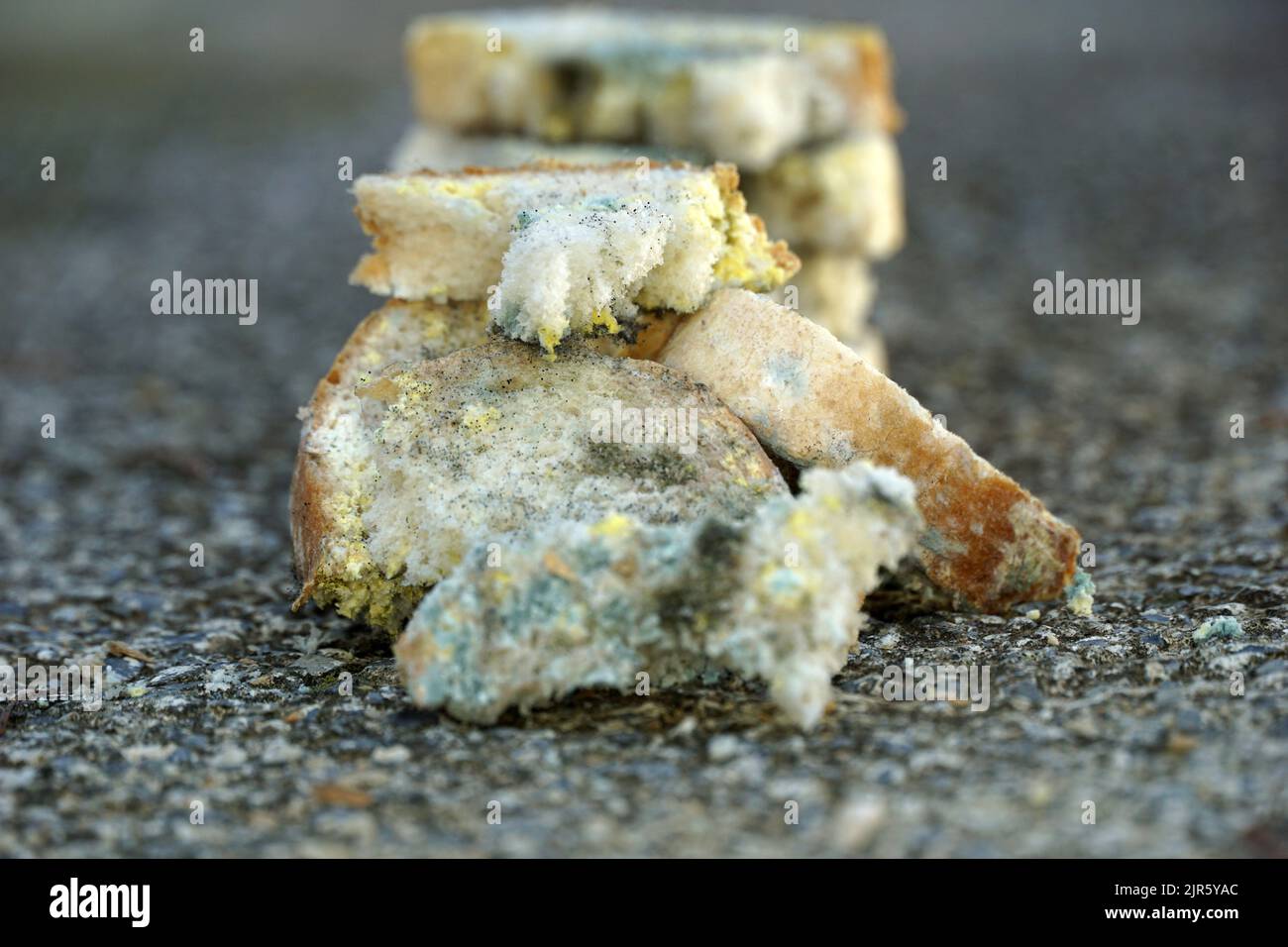 Black bread mold micro hi-res stock photography and images - Alamy