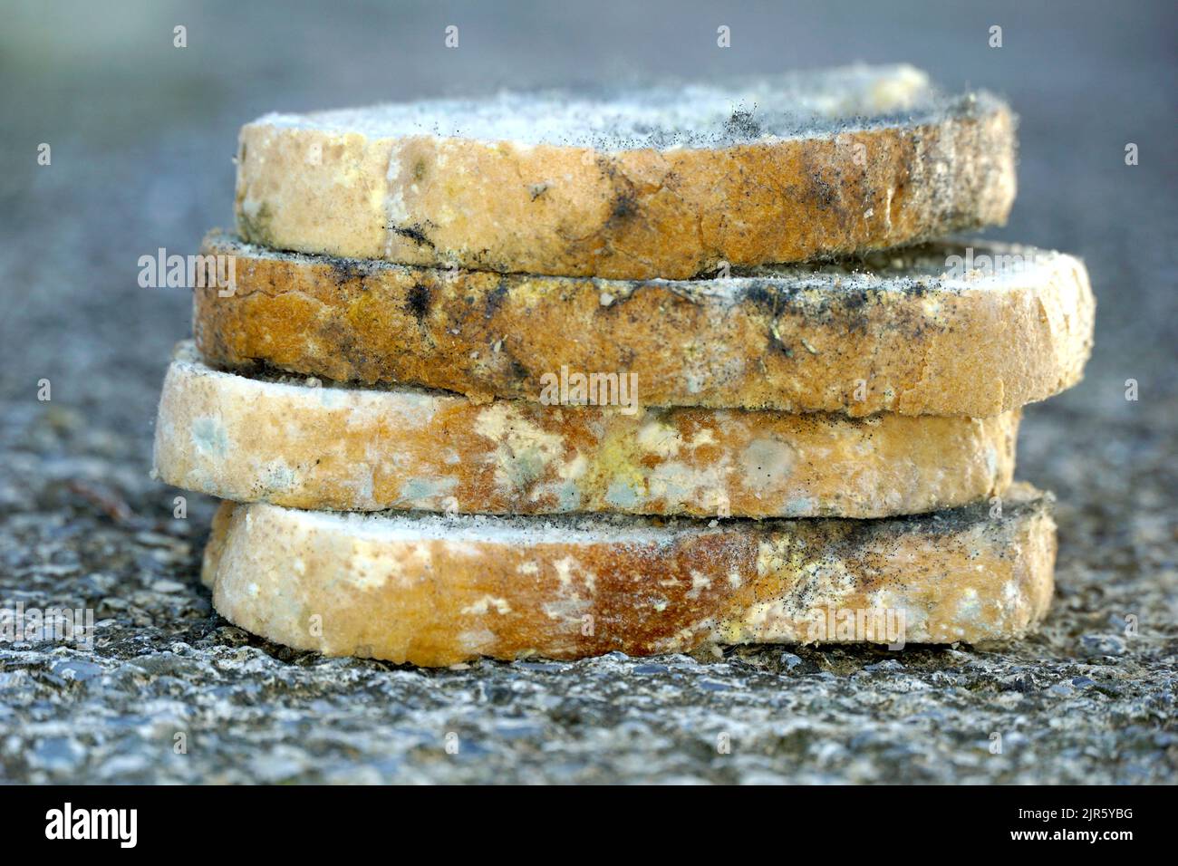 slices of bread covered with mold Stock Photo - Alamy