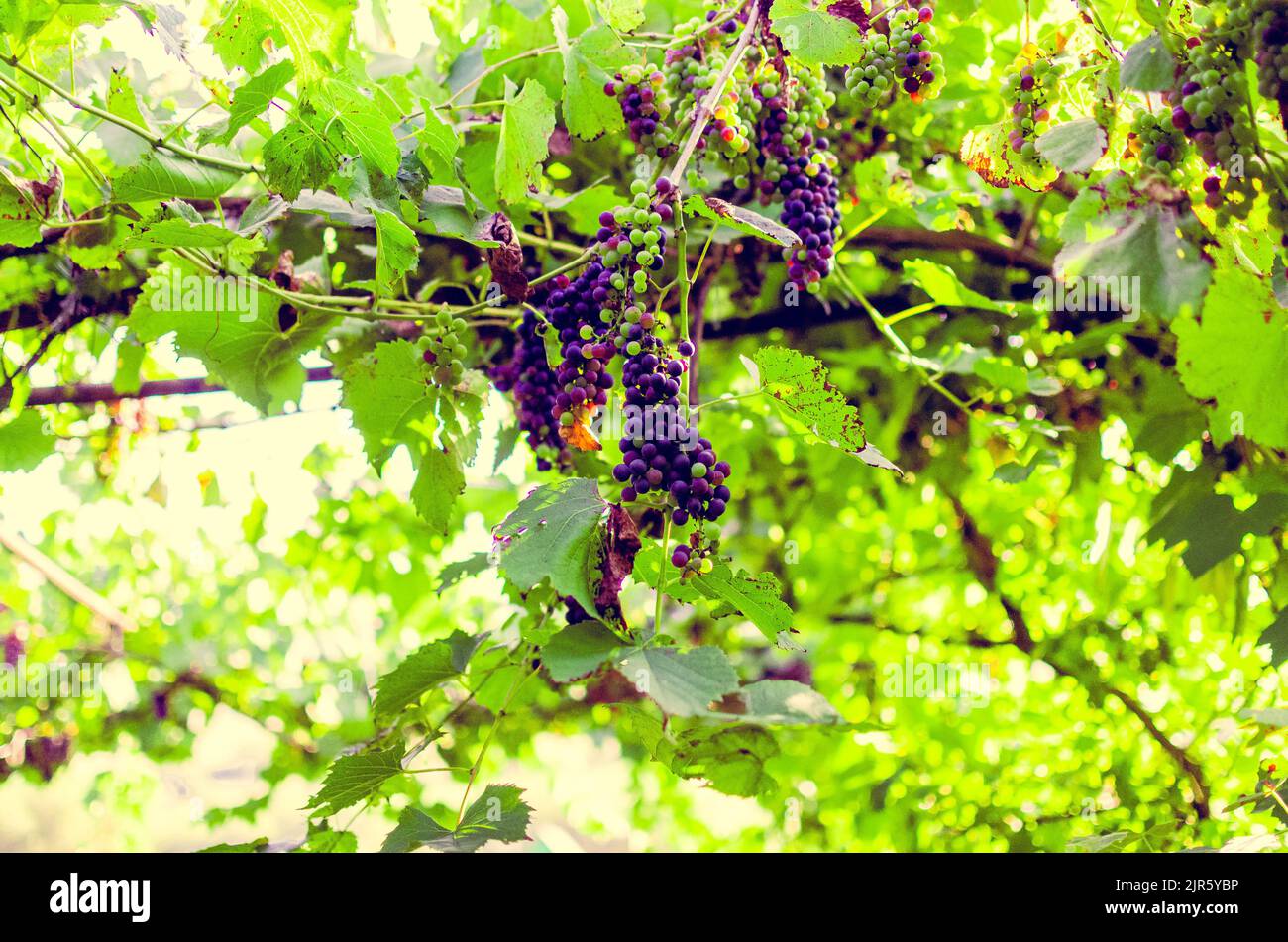 Vineyards at sunshine during autumn harvest. Ripe grapes in fall in ...