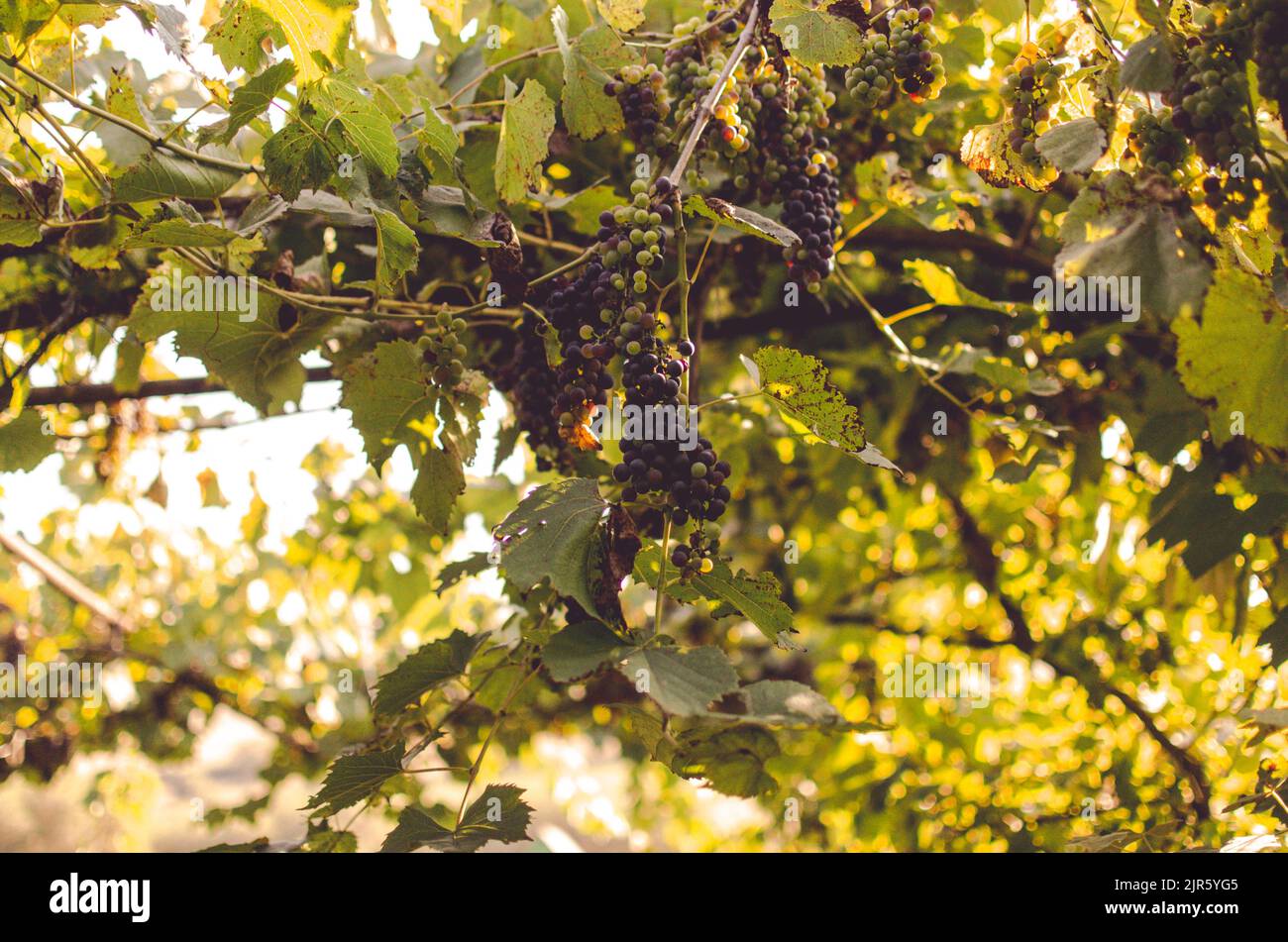 Vineyards at sunshine during autumn harvest. Ripe grapes in fall in ...