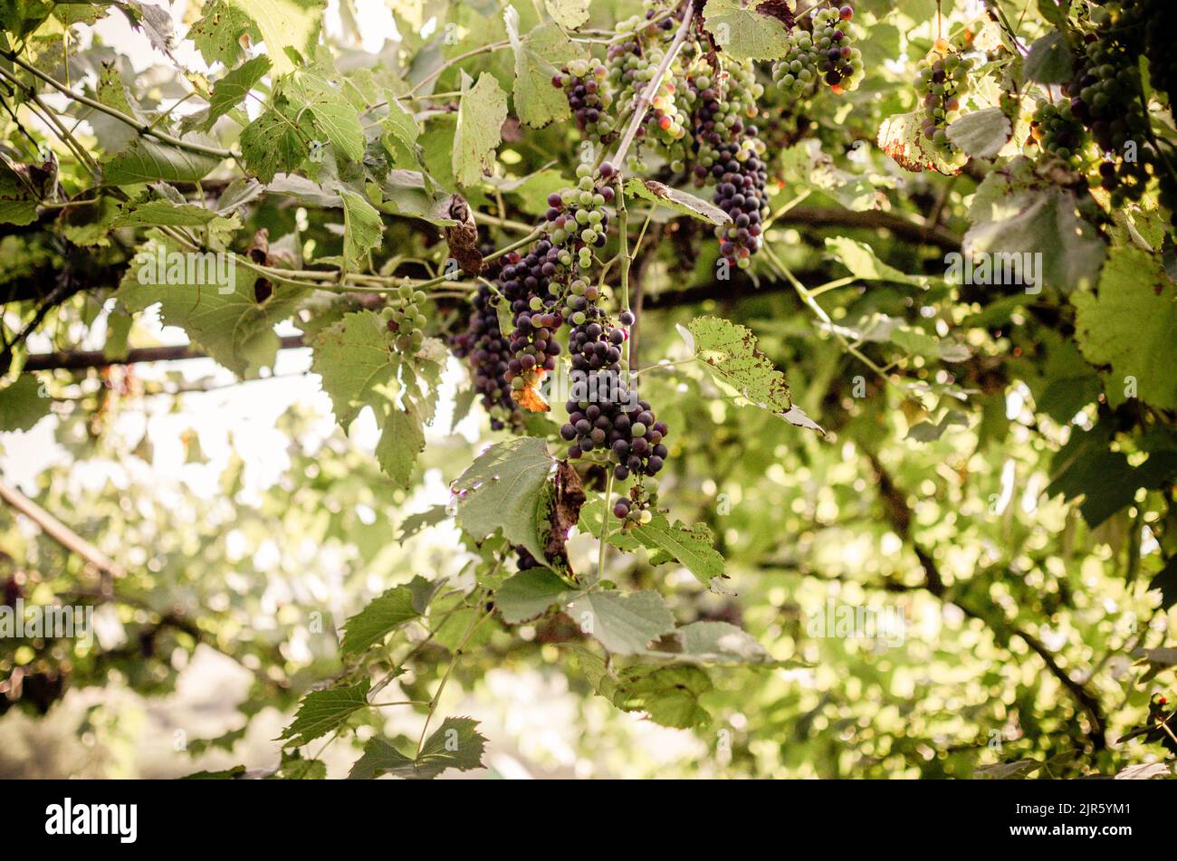 Vineyards at sunshine during autumn harvest. Ripe grapes in fall in ...