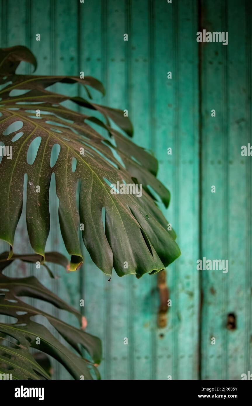 old typical vintage wooden door, monstera deliciosa, Ceriman, shadows ...
