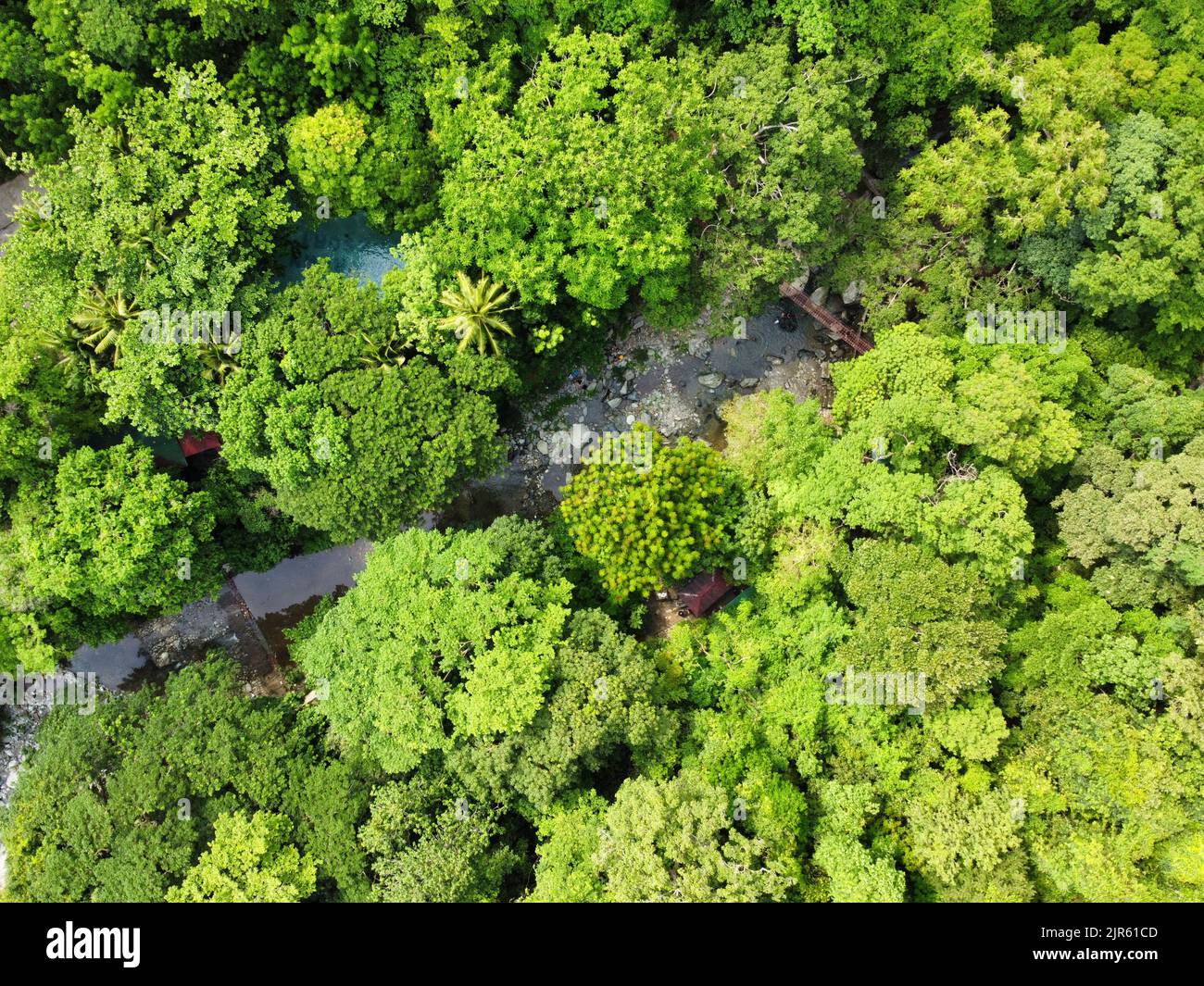 An aerial top view of a stream in a forest Stock Photo - Alamy
