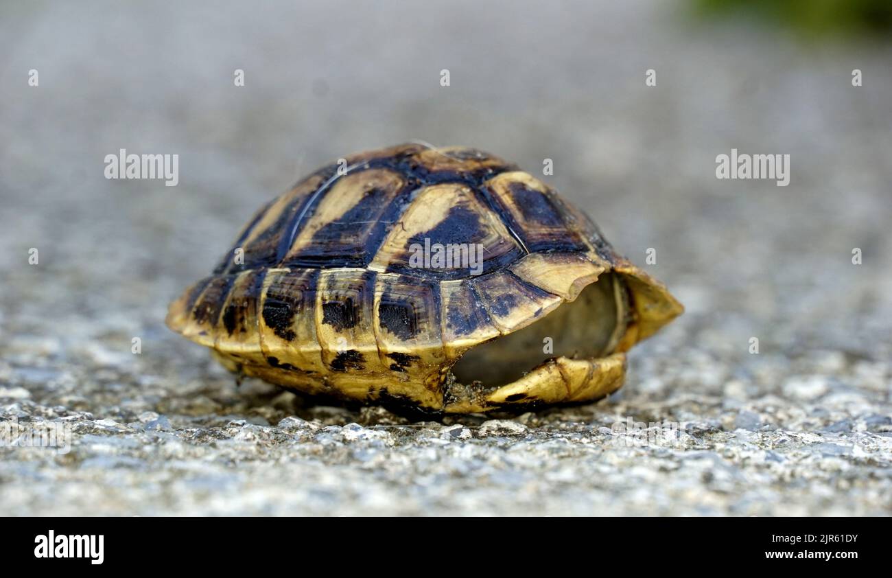 empty turtle shell isolated on white background Stock Photo - Alamy