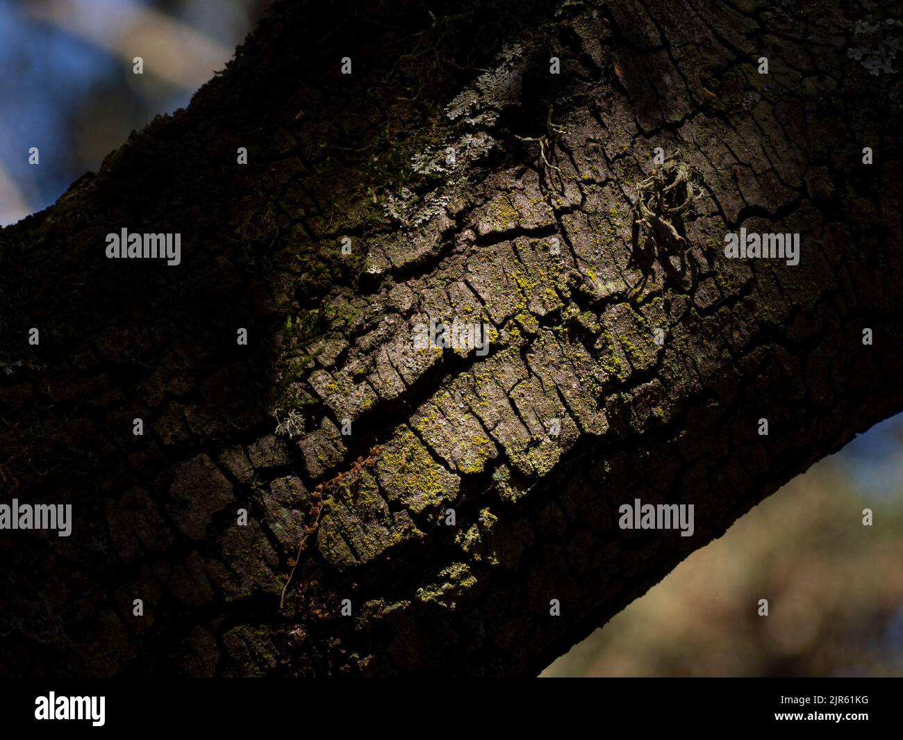 texture of a dry tree in summer. Texture and resources Stock Photo - Alamy