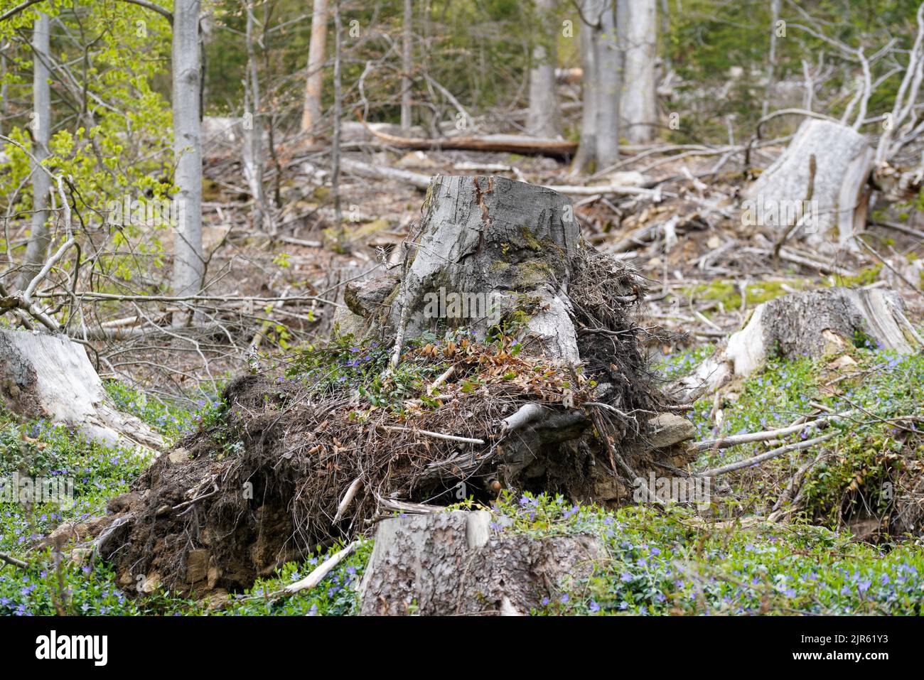 German nature in spring, photographed in the Bavarian Forest Stock ...