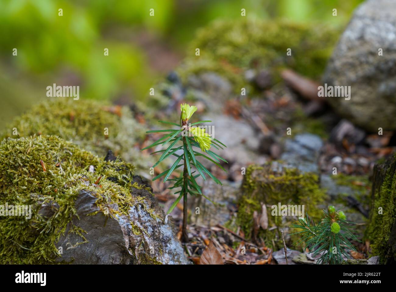 German nature in spring, photographed in the Bavarian Forest Stock ...