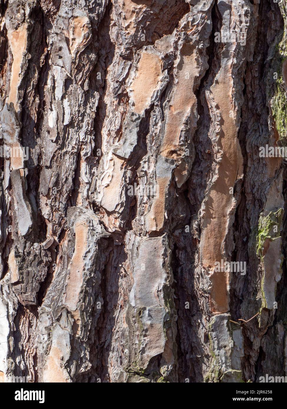 texture of dry pine trunk in summer. Texture and graphic resources ...