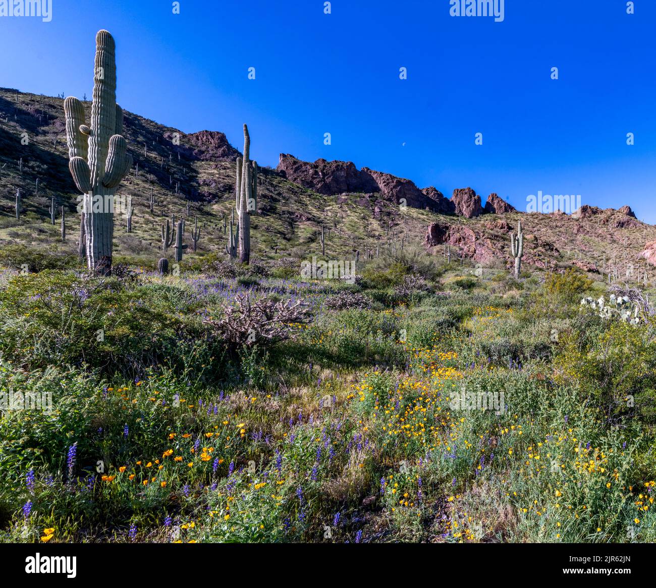 Blooming desert at Picacho Peak State Park (Arizona, USA) in March 2020 ...