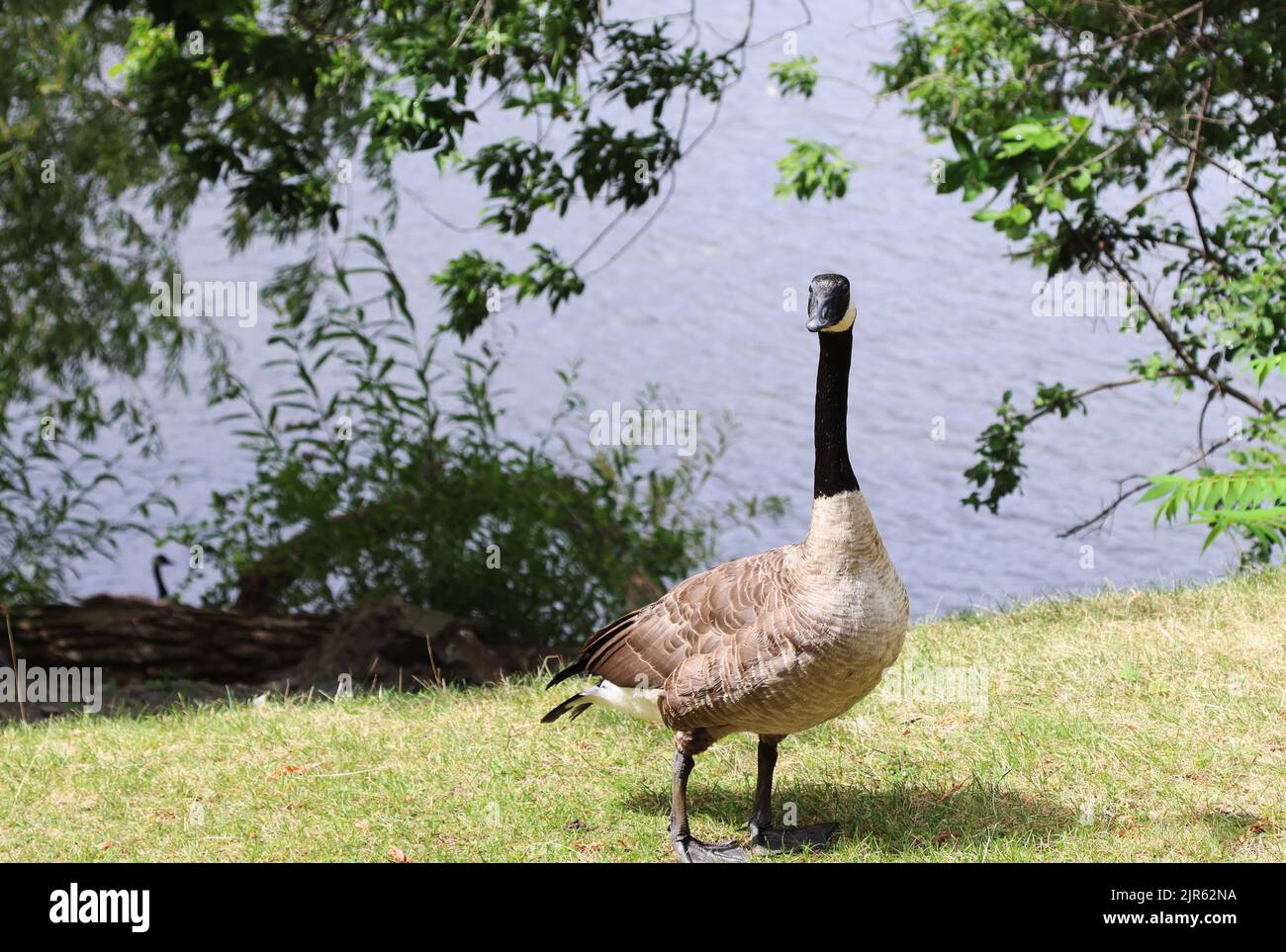 Canadian duck in Major's Hill Park in Ottawa Stock Photo - Alamy